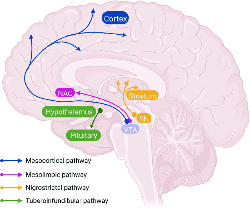 A World Full of Dopamine Junkies - Danica Celebic